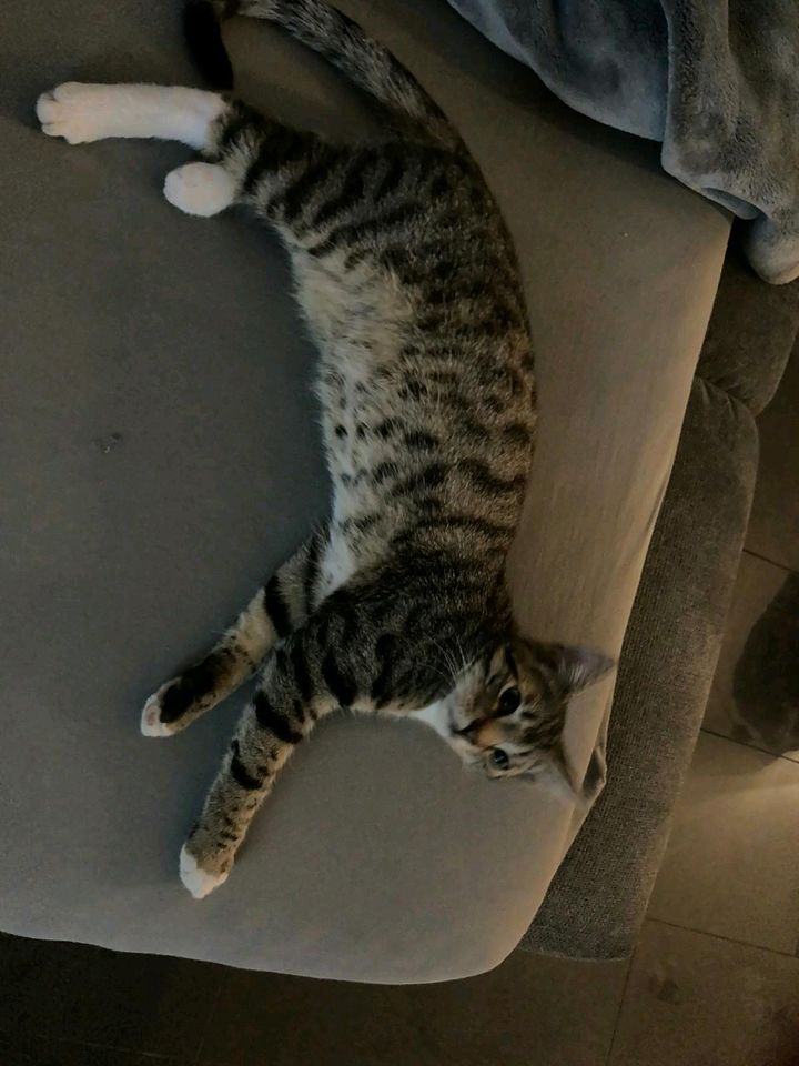 Junger Kater verschwunden grau getigert weiß Porta Veltheim Katze in ... Junger Kater verschwunden grau getigert weiß Porta Veltheim Katze in ...